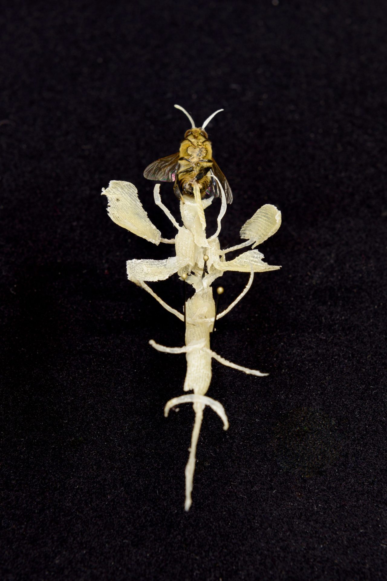 Insects - Lionel Sabatté